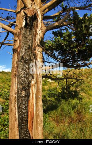 A burned tree after lightning strike at the rim of the Black Canyon of ...