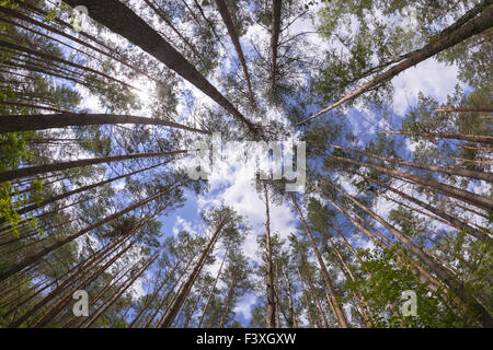 Wide angle view of coniferous forest at daytime Stock Photo - Alamy