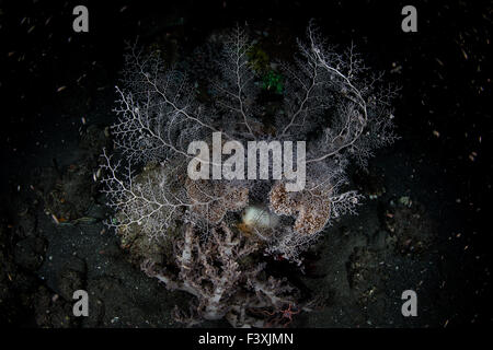 Basket star Astroboa sp at night Dumaguete Negros Island Philippines ...