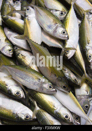 Yellow fin tuna at fish market at General Santos City, Mindanao ...