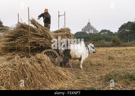 Farmers on field, Bagan, Myanmar, Asia Stock Photo - Alamy