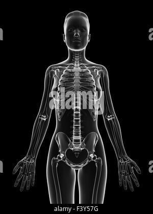 The bones of the upper body Stock Photo - Alamy