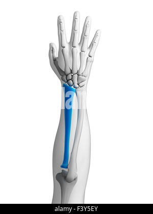 3d rendering medical illustration of the radius bone Stock Photo - Alamy