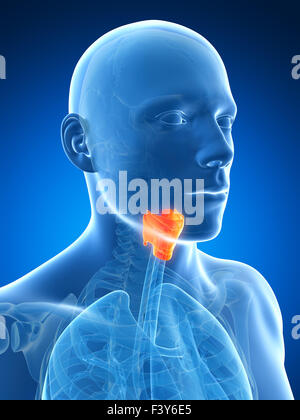 Inflammation of the larynx, illustration Stock Photo - Alamy