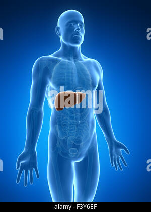 3d rendered illustration of the male liver Stock Photo - Alamy