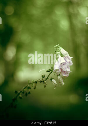 Blue-green vintage harebell flowers. Bouguet of summer flowers outdoor ...