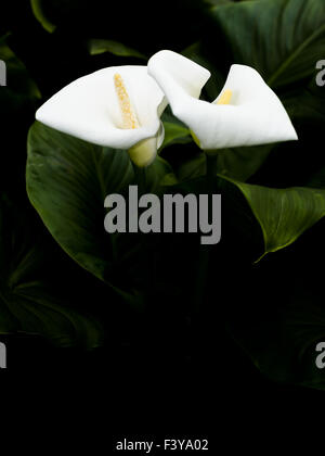 Two Calla Lilies In Love Stock Photo - Alamy