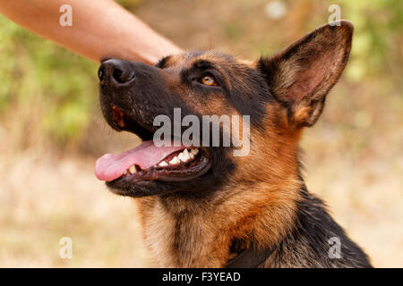 German shepherd dog with a very sweet expression Stock Photo - Alamy