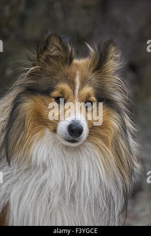A close-up of a sheltie Stock Photo - Alamy