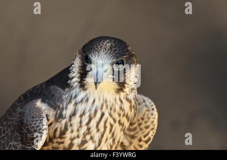 Close up of peregrine falcon in captivity Stock Photo - Alamy