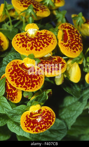 Slipper flower 'Dainty Yellow Spots' (Calceolaria x herbeohybrida), Calceolariaceae ...