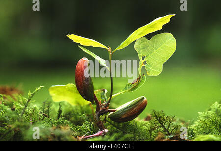 Oak (Quercus) seedling Oak seedling, oak germination Stock Photo - Alamy