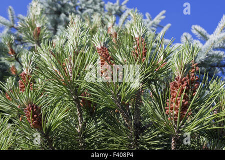 The yellow-green flowers of the Needle Tree, Hakea preissii, also known ...