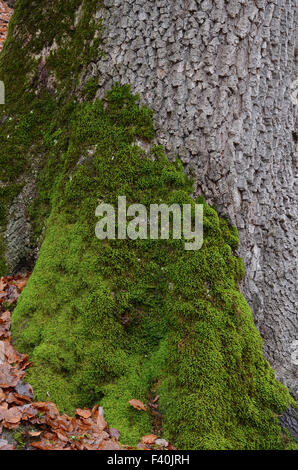Oak tree (Quercus), bark, bark, base of trunk Stock Photo - Alamy