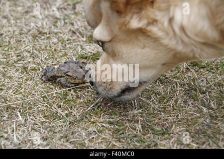 Dog and toad Stock Photo - Alamy
