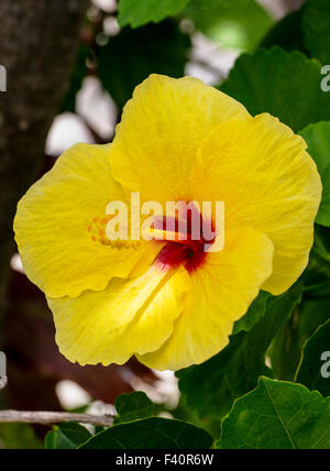 Hawaii, Kauai, Ma`o Hau Hele, Hawaii State Flower, Hibiscus ...