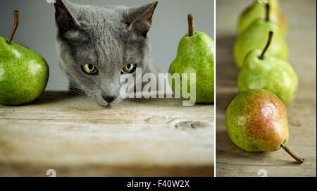Cat and Pears Stock Photo - Alamy