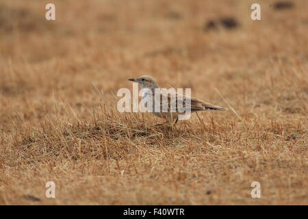 Tibetan Lark (Melanocorypha maxima) in Qinghai,China Stock Photo - Alamy