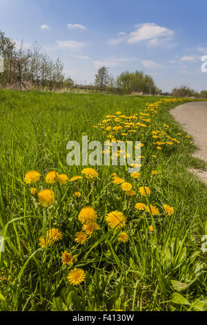 Taraxacum officinale, Common dandelion, Gewöhnlicher Löwenzahn, close ...