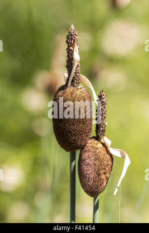 dwarf bulrush, typha minima Stock Photo - Alamy