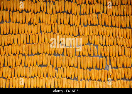 Yellow dried corn bundle together texture Stock Photo - Alamy