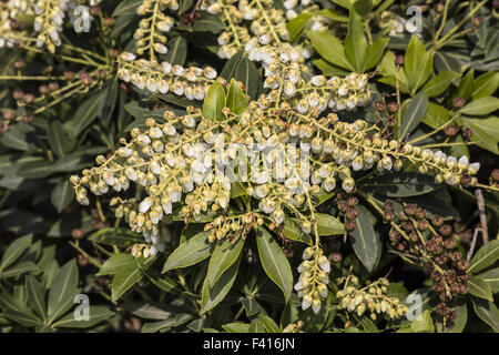 Pieris japonica Purity Stock Photo - Alamy
