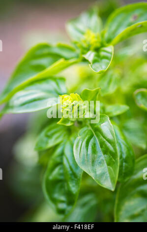 Raw Green Basil Plant, side view Stock Photo - Alamy