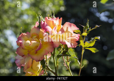 Rosa 'Bonanza', Shrub rose Stock Photo - Alamy