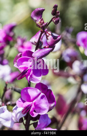 Lablab purpureus L Sweet Stock Photo - Alamy
