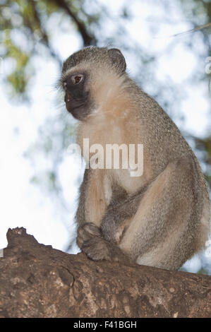 Vervet monkey / Blouaap (Cercopithecus aethiops) in tree top, Kruger ...