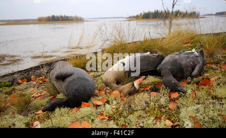 Trophies Northern hunting geese Stock Photo - Alamy