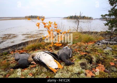 Trophies Northern hunting geese Stock Photo - Alamy