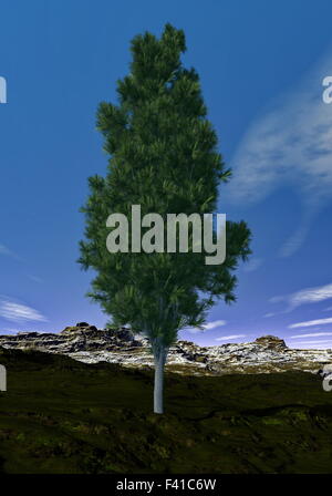 pine tree - 3d render on white Stock Photo - Alamy