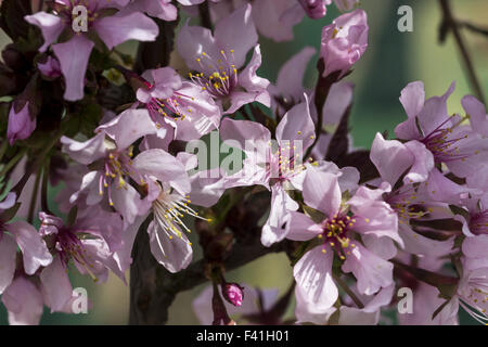 Prunus kurilensis Ruby, cherry tree Stock Photo: 88535801 - Alamy