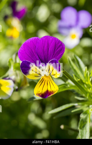 Viola tricolor, macro photo of yellow flower growing in a garden Stock ...