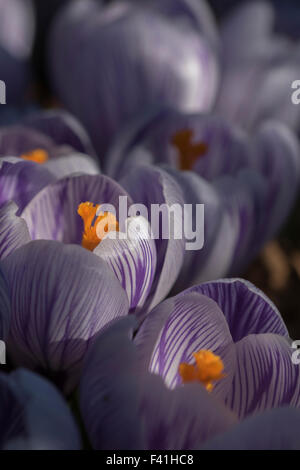 Crocus x vernus 'King of Striped' - March Stock Photo - Alamy