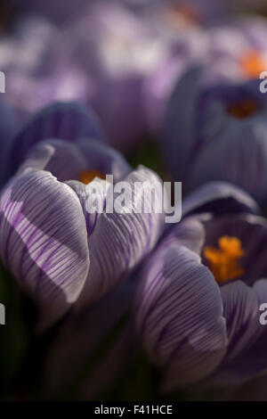 Crocus x vernus 'King of Striped' - March Stock Photo - Alamy