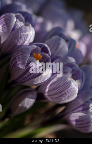 Crocus x vernus 'King of Striped' - March Stock Photo - Alamy