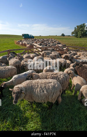Sheep crammed together, blackheaded sheep, Mecklenburg-Western ...