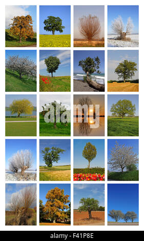 Trees in different seasons Stock Photo - Alamy