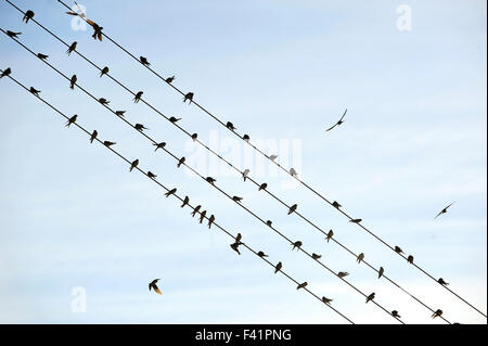 Flock of barn swallows (Hirundo rustica) in flight formation above tree ...