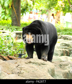 Sun Bear climbing up a tree at Chester Zoo Stock Photo - Alamy