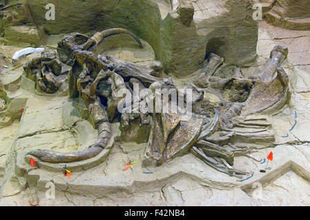 The Mammoth Site Museum, Hot Springs SD. Visitors looking into the ...