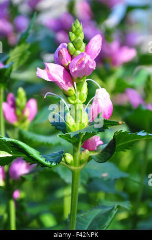 Purple Turtlehead Flower Stock Photo - Alamy