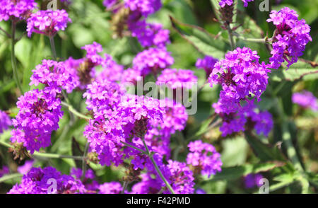 Verbena rigida (Verbena rigida Stock Photo - Alamy