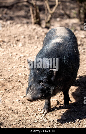 Wild boars, profile Stock Photo - Alamy