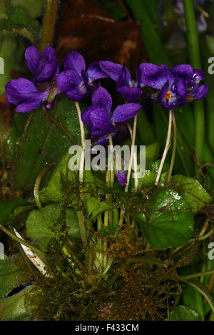 Wood violet flowers (Viola odorata) Violaceae species blooming in the ...