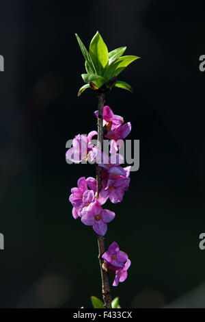 mezereon, February daphne (Daphne mezereum), inflorescence, Germany ...