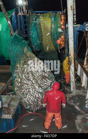 Cod end of fishing trawler net full of redfish, pollock,lobster and ...