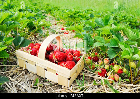 Strawberries in the basket on the field Stock Photo - Alamy